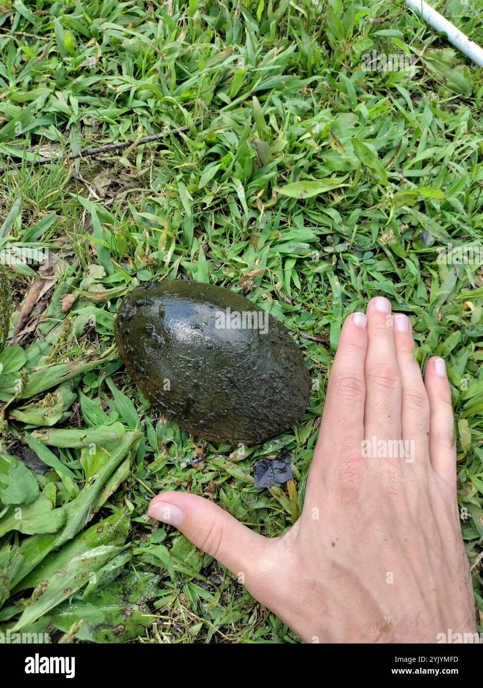 Eastern Musk Turtle (Sternotherus odoratus Stock Photo - Alamy
