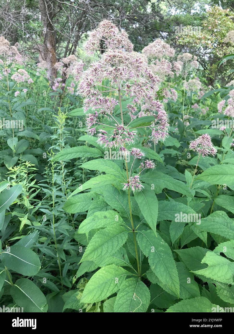 sweet Joe-Pye-weed (Eutrochium purpureum Stock Photo - Alamy