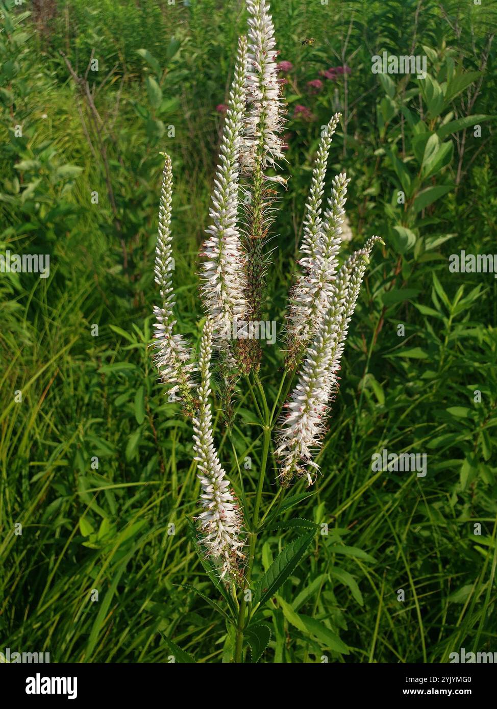 Culver's root (Veronicastrum virginicum Stock Photo - Alamy