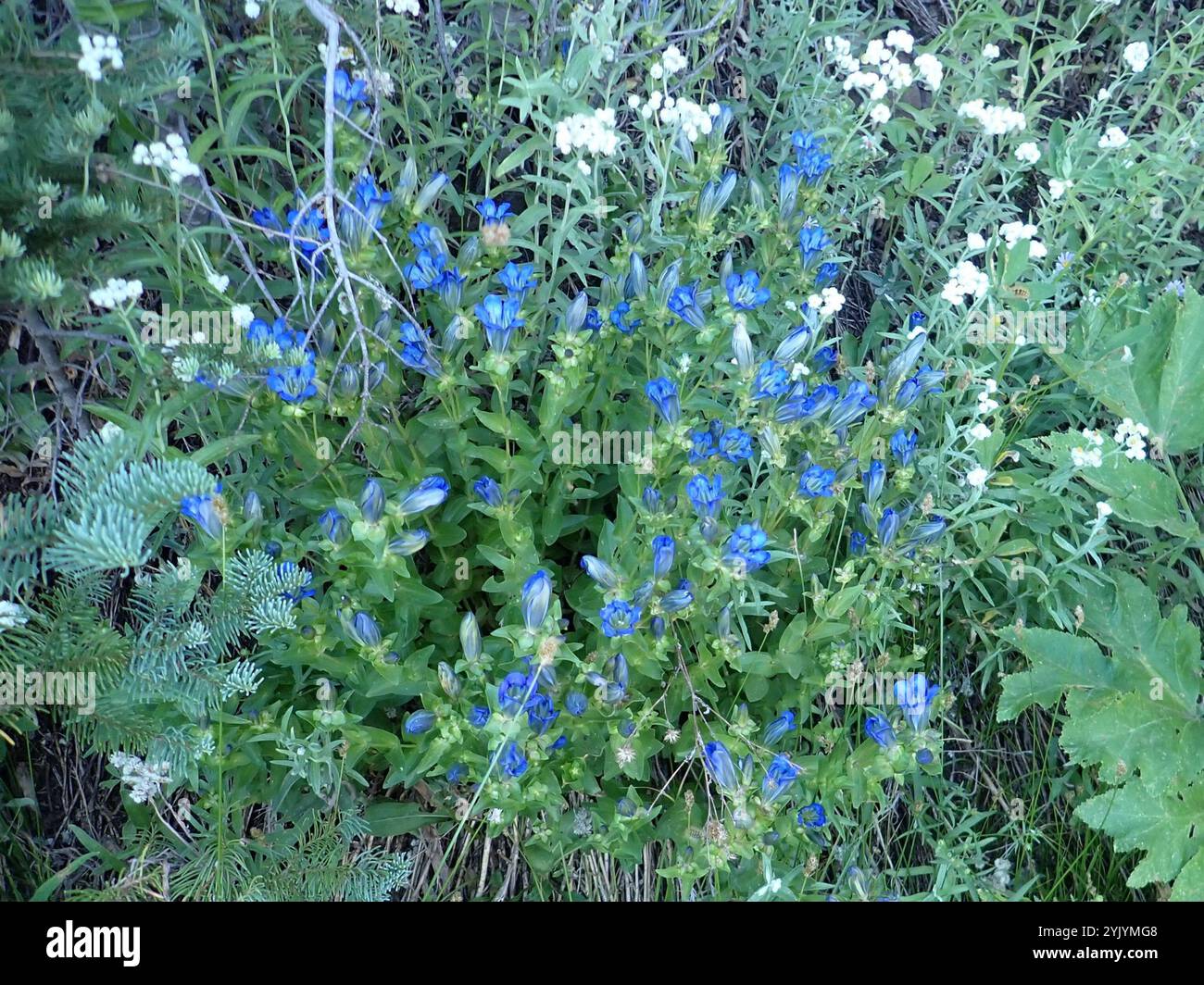 Mountain Bog Gentian (Gentiana calycosa Stock Photo - Alamy