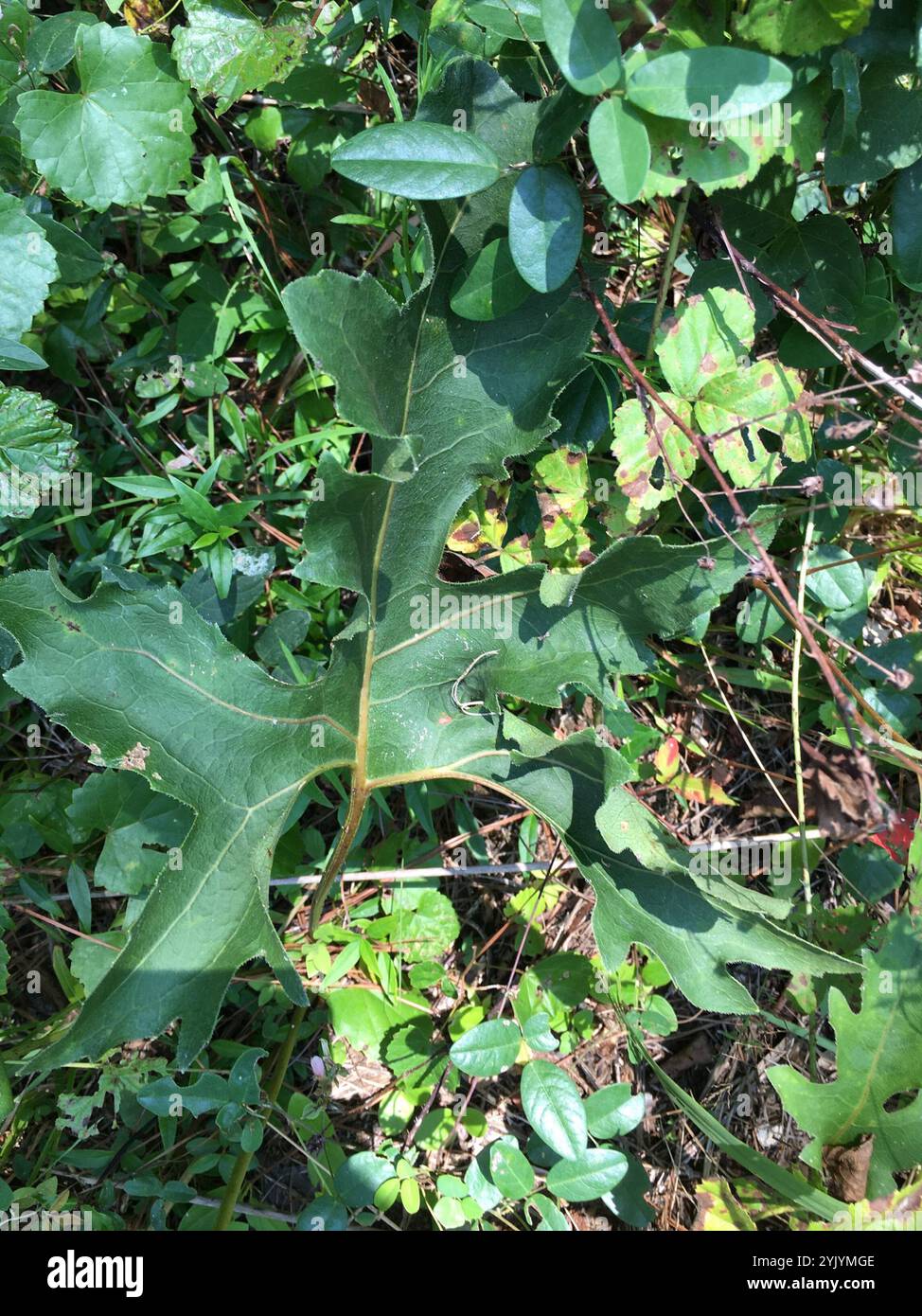 Silphium compositum hi-res stock photography and images - Alamy