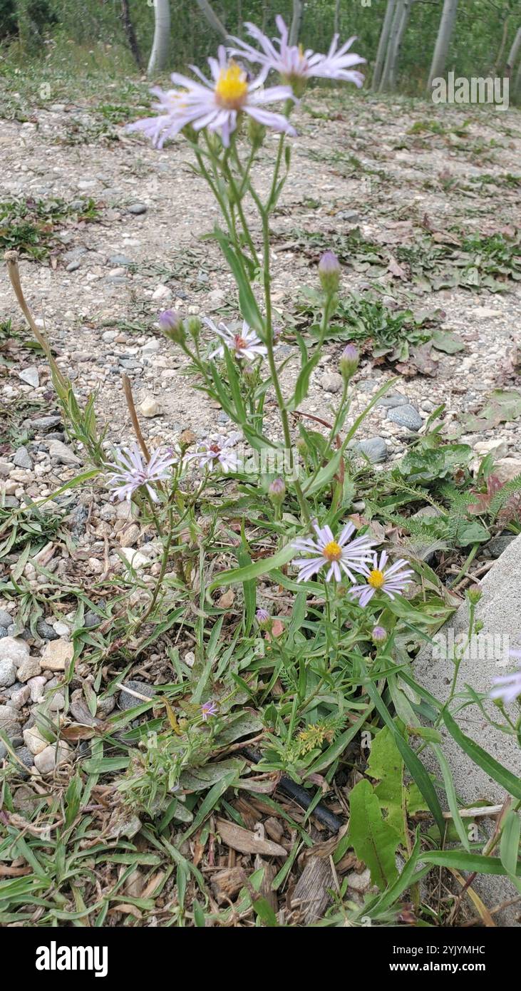 western aster (Symphyotrichum ascendens Stock Photo - Alamy