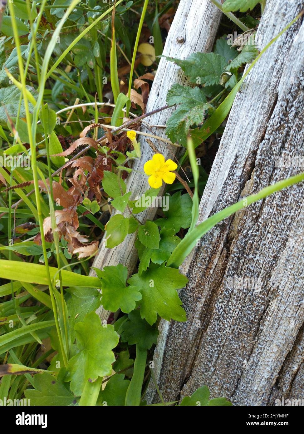 Erythranthe moschata hi-res stock photography and images - Alamy