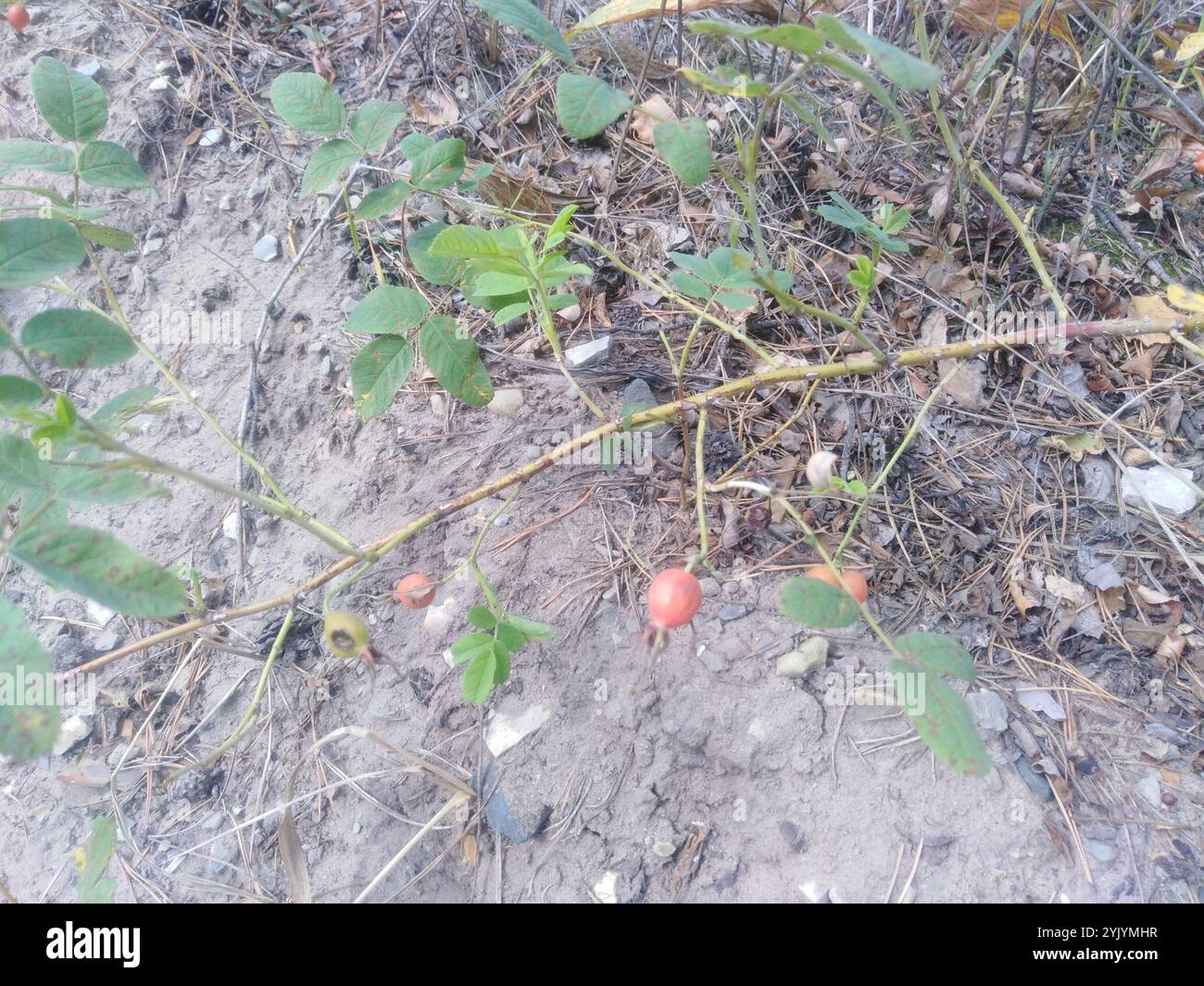 Russian rose (Rosa glabrifolia Stock Photo - Alamy