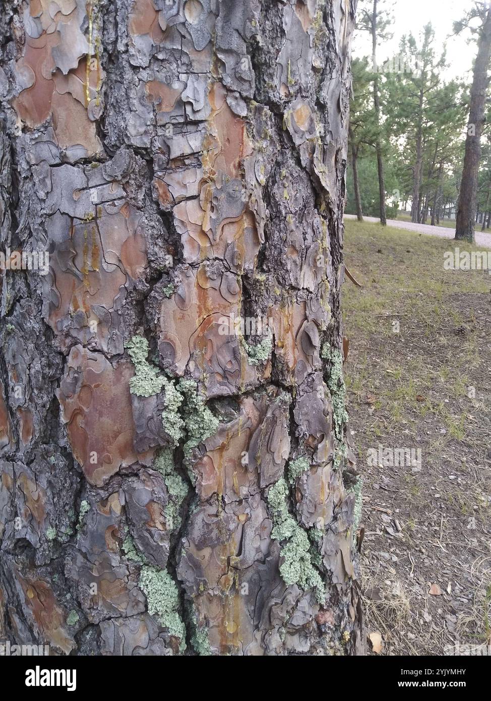 Powder-edged Speckled Greenshield (Flavopunctelia soredica Stock Photo ...