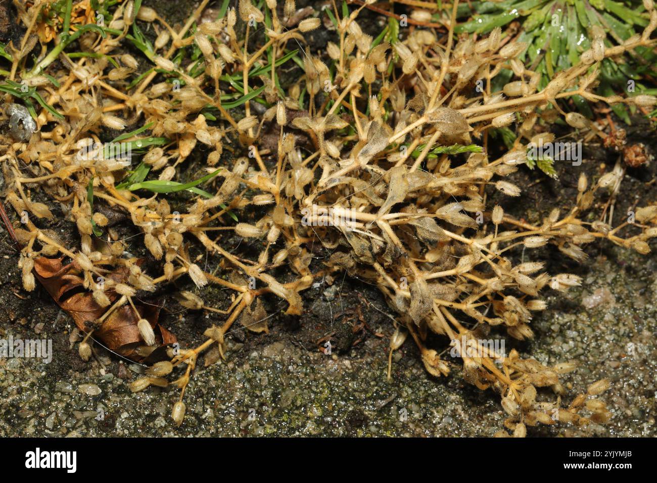 Saltmarsh Sand Spurry (Spergularia marina Stock Photo - Alamy