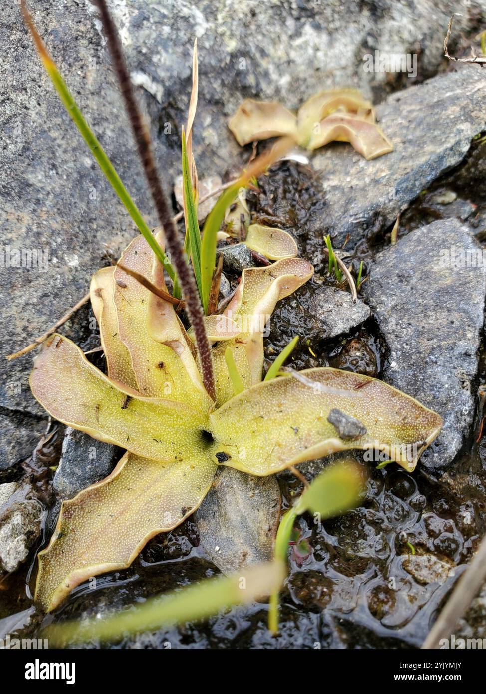Common Butterwort (Pinguicula vulgaris Stock Photo - Alamy