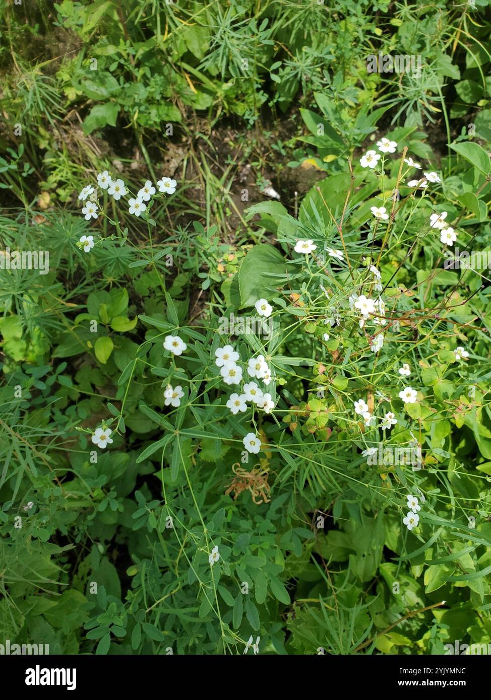 flowering spurge (Euphorbia corollata Stock Photo - Alamy