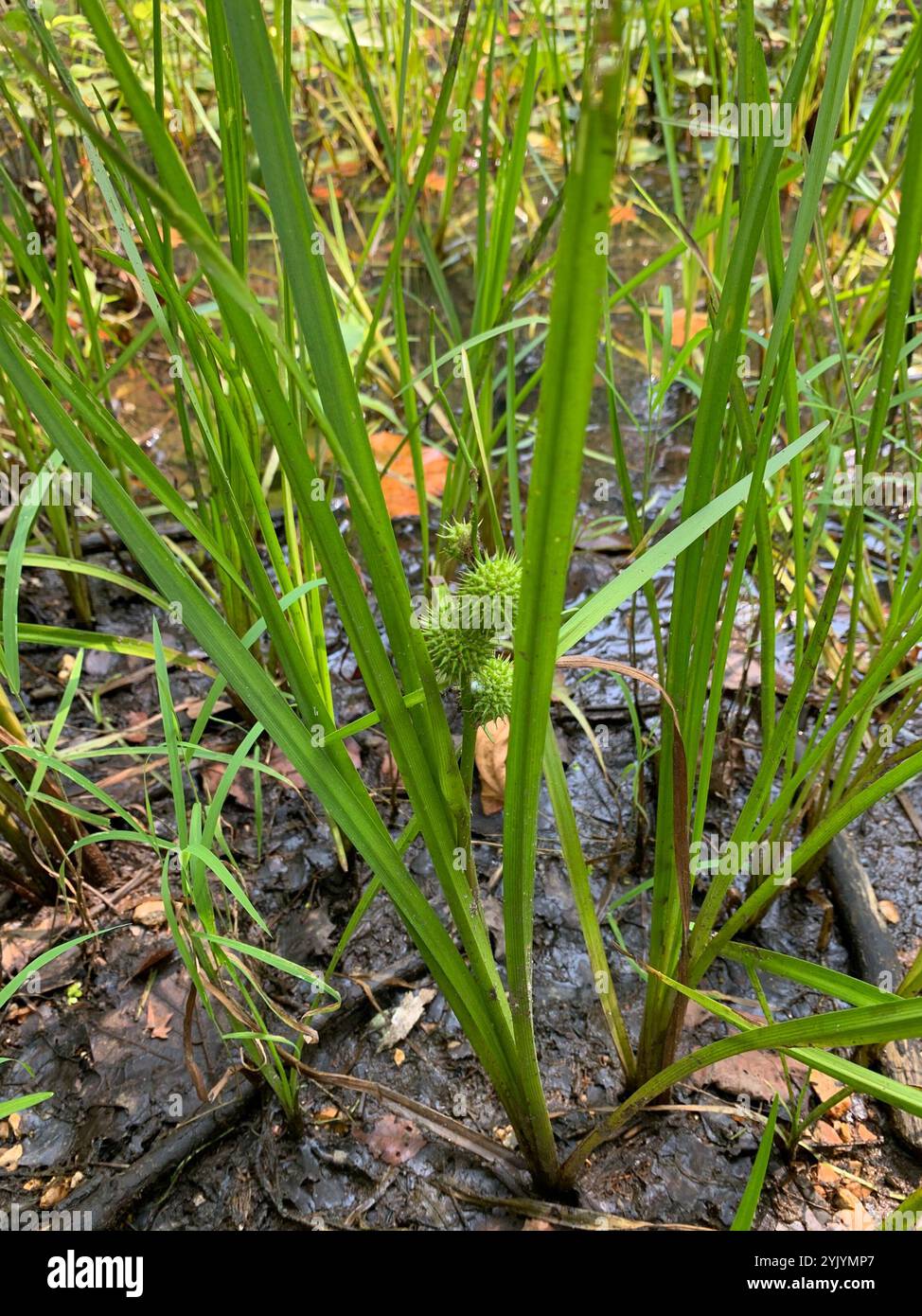 Sparganium androcladum hi-res stock photography and images - Alamy