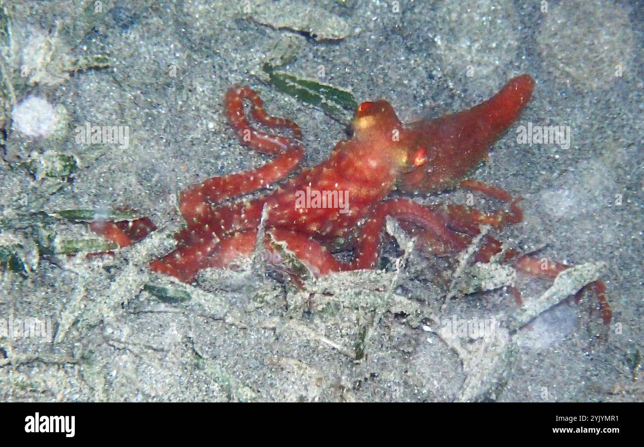 Ornate Night Octopus (Callistoctopus ornatus Stock Photo - Alamy