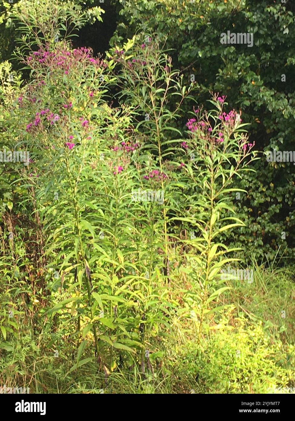 New York ironweed (Vernonia noveboracensis Stock Photo - Alamy