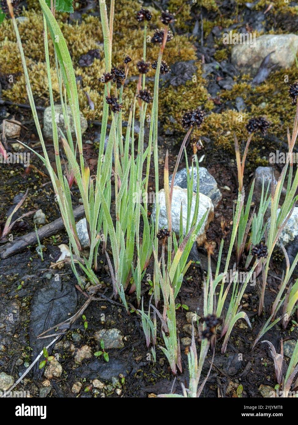 dagger rush (Juncus ensifolius Stock Photo - Alamy