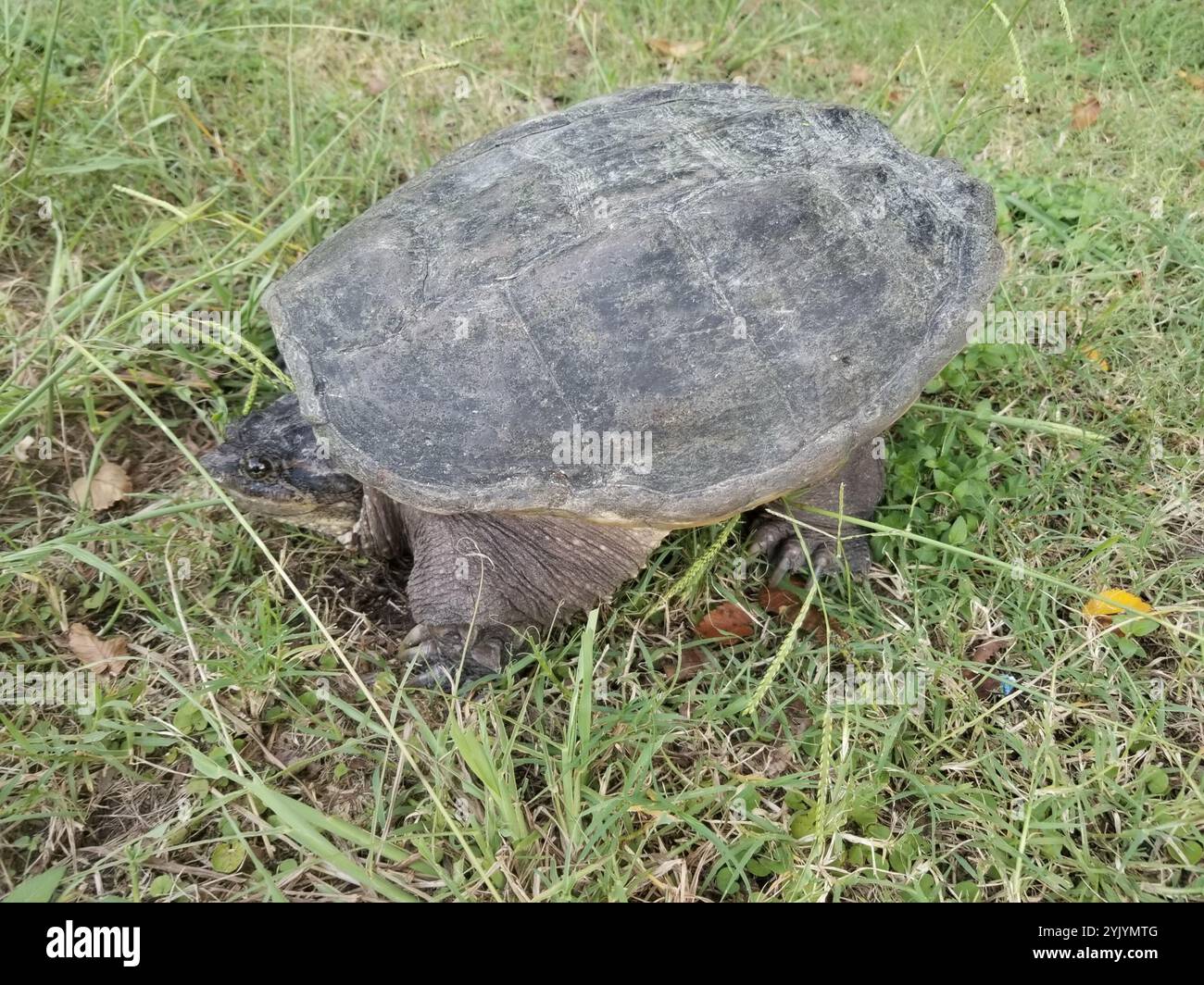 Common Snapping Turtle (Chelydra serpentina Stock Photo - Alamy