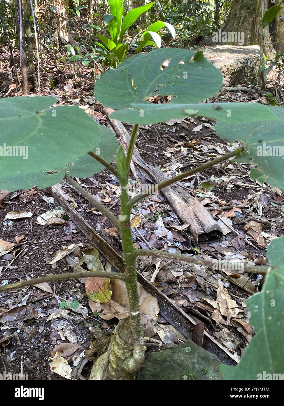 Giant Stinging Tree (Dendrocnide excelsa Stock Photo - Alamy