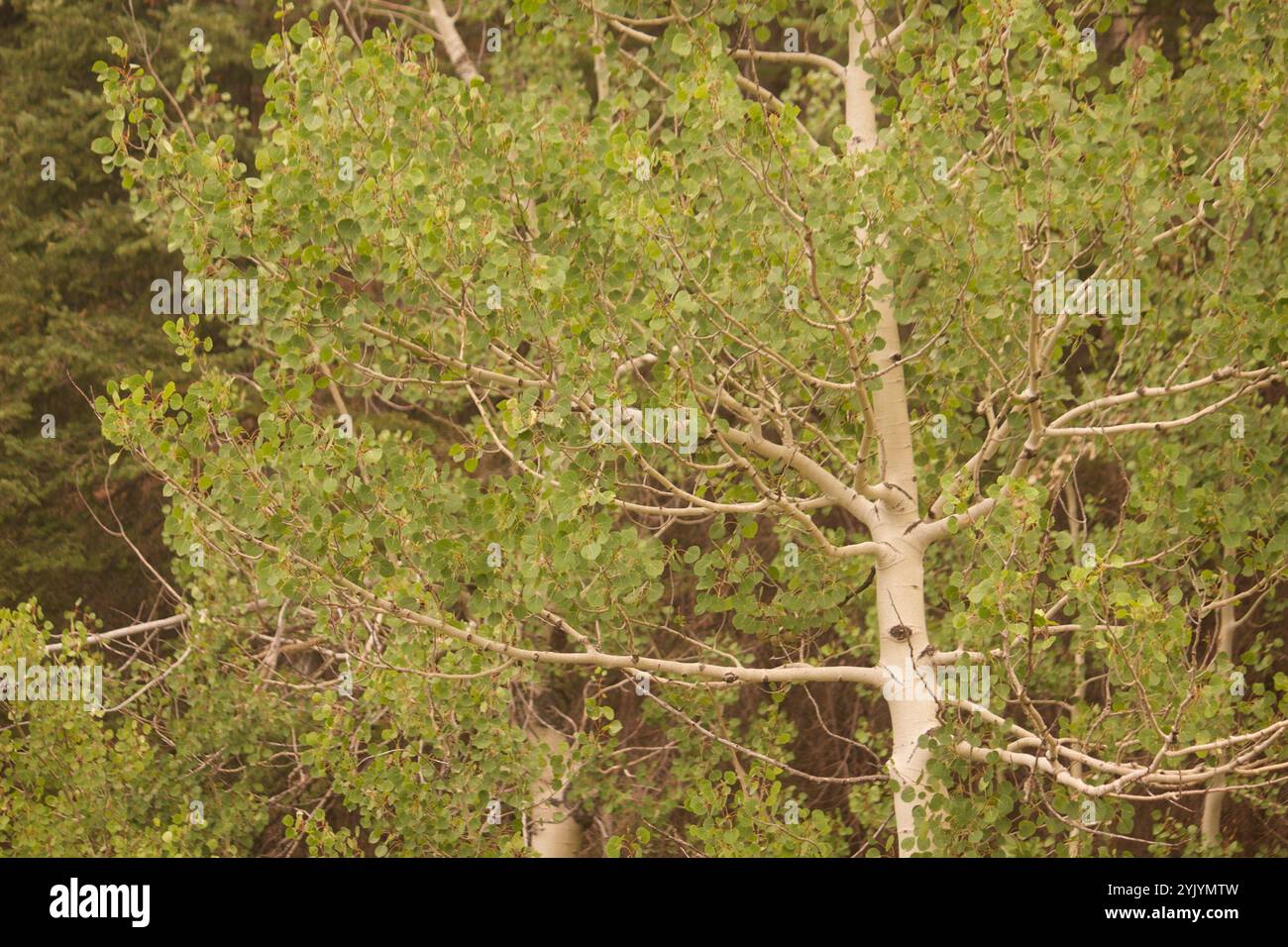 trembling aspen (Populus tremuloides Stock Photo - Alamy