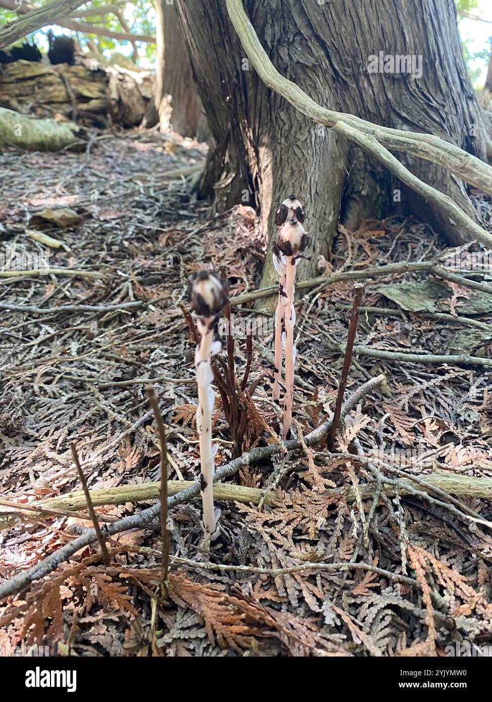 Ghost Pipe (Monotropa uniflora Stock Photo - Alamy