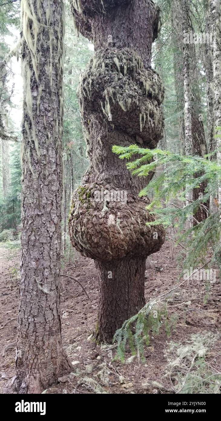 western white pine (Pinus monticola Stock Photo - Alamy