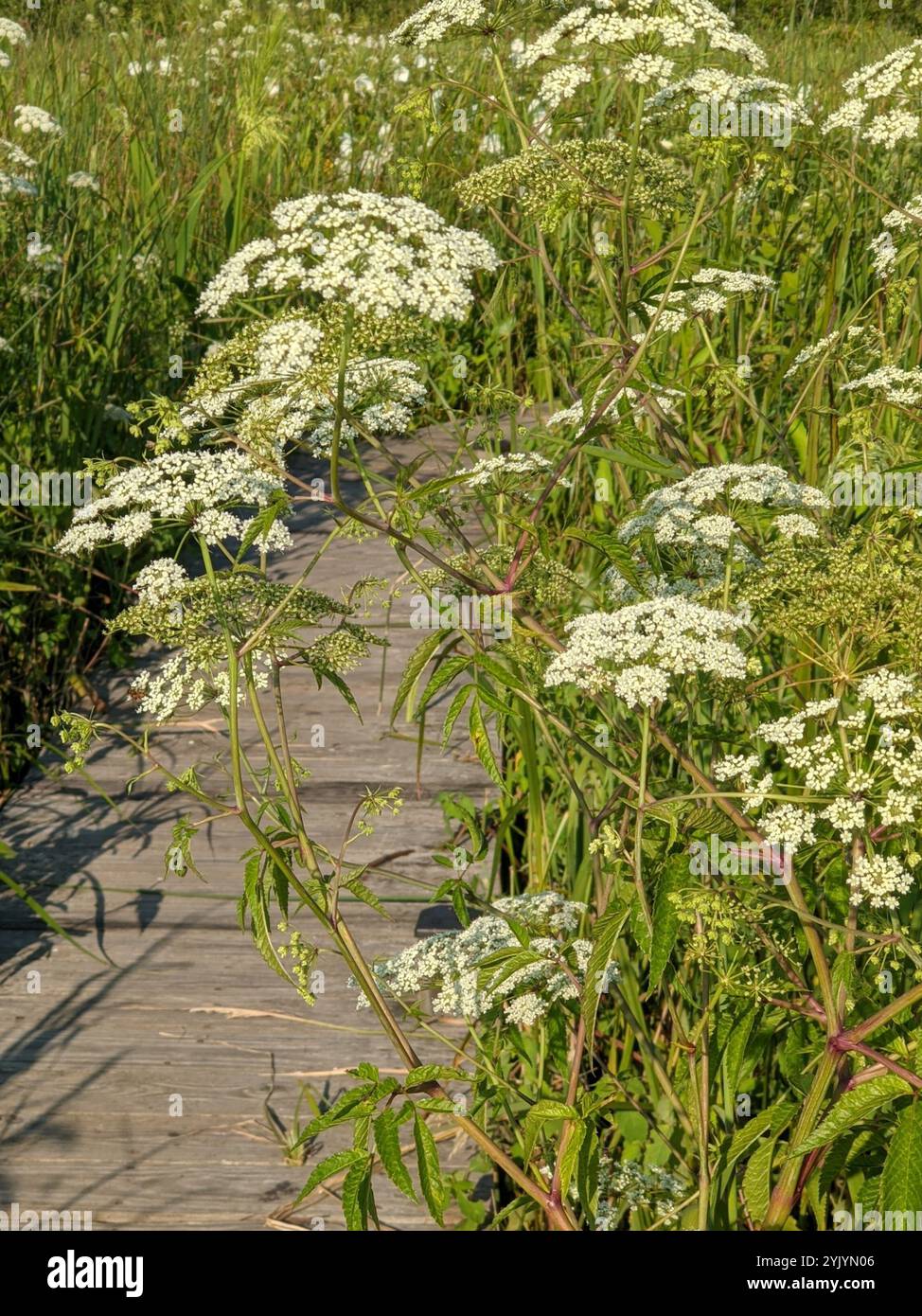 Water hemlock maculata hi-res stock photography and images - Alamy