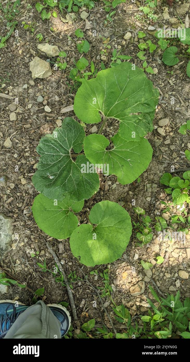 Giant Butterbur (Petasites japonicus Stock Photo - Alamy