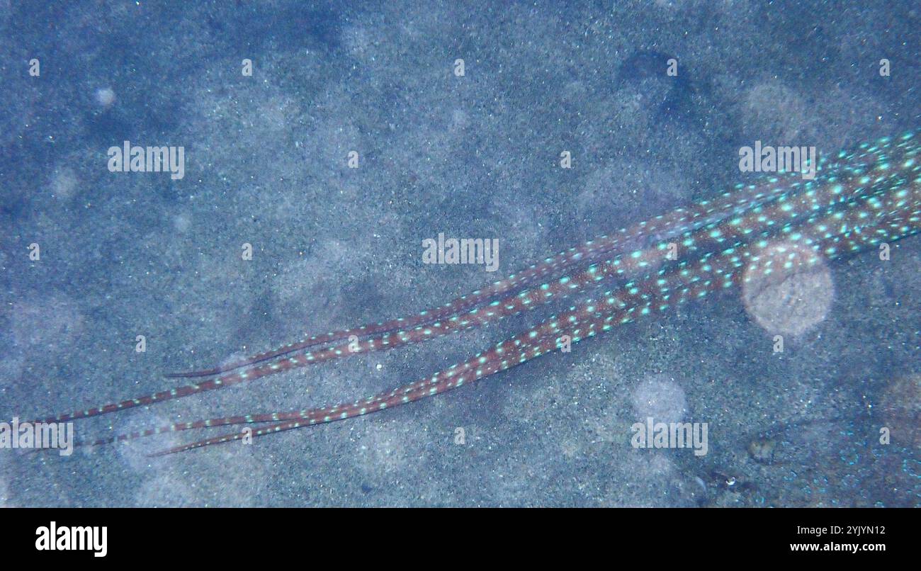 Callistoctopus ornatus hi-res stock photography and images - Alamy