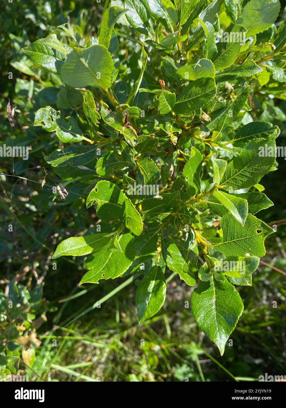 Tea-leaved Willow (Salix phylicifolia Stock Photo - Alamy