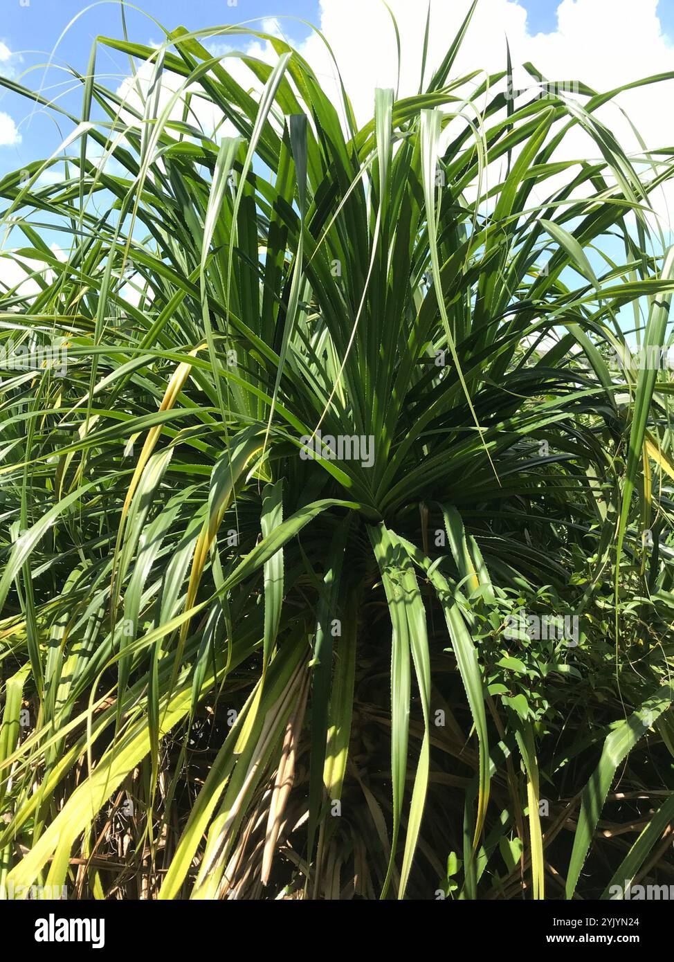 thatch screwpine (Pandanus tectorius Stock Photo - Alamy
