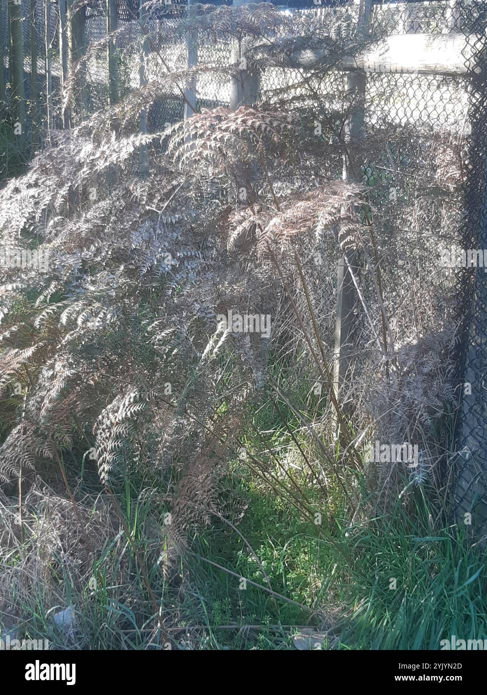 Austral Bracken (Pteridium esculentum Stock Photo - Alamy