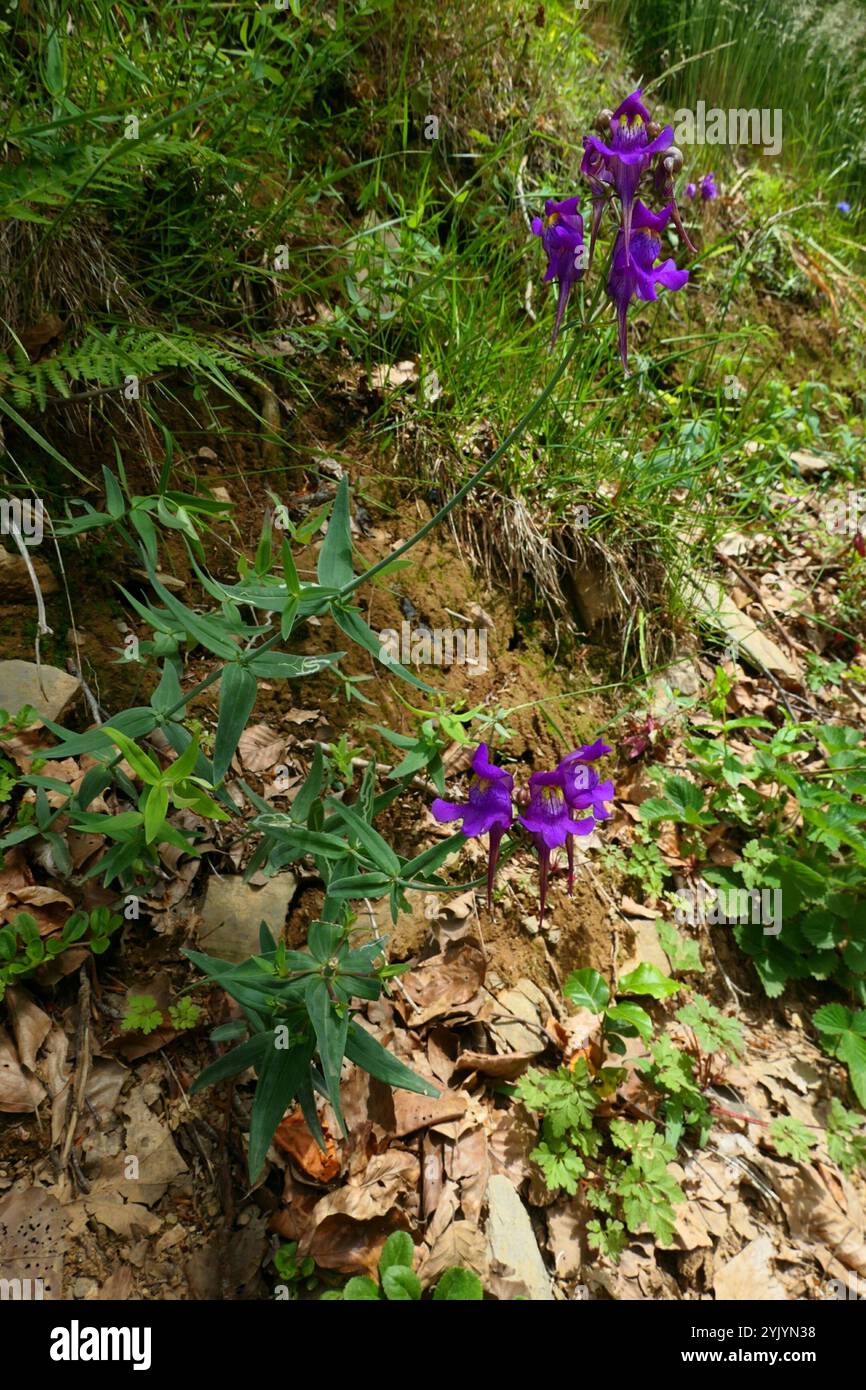 Three Birds Toadflax (Linaria triornithophora Stock Photo - Alamy