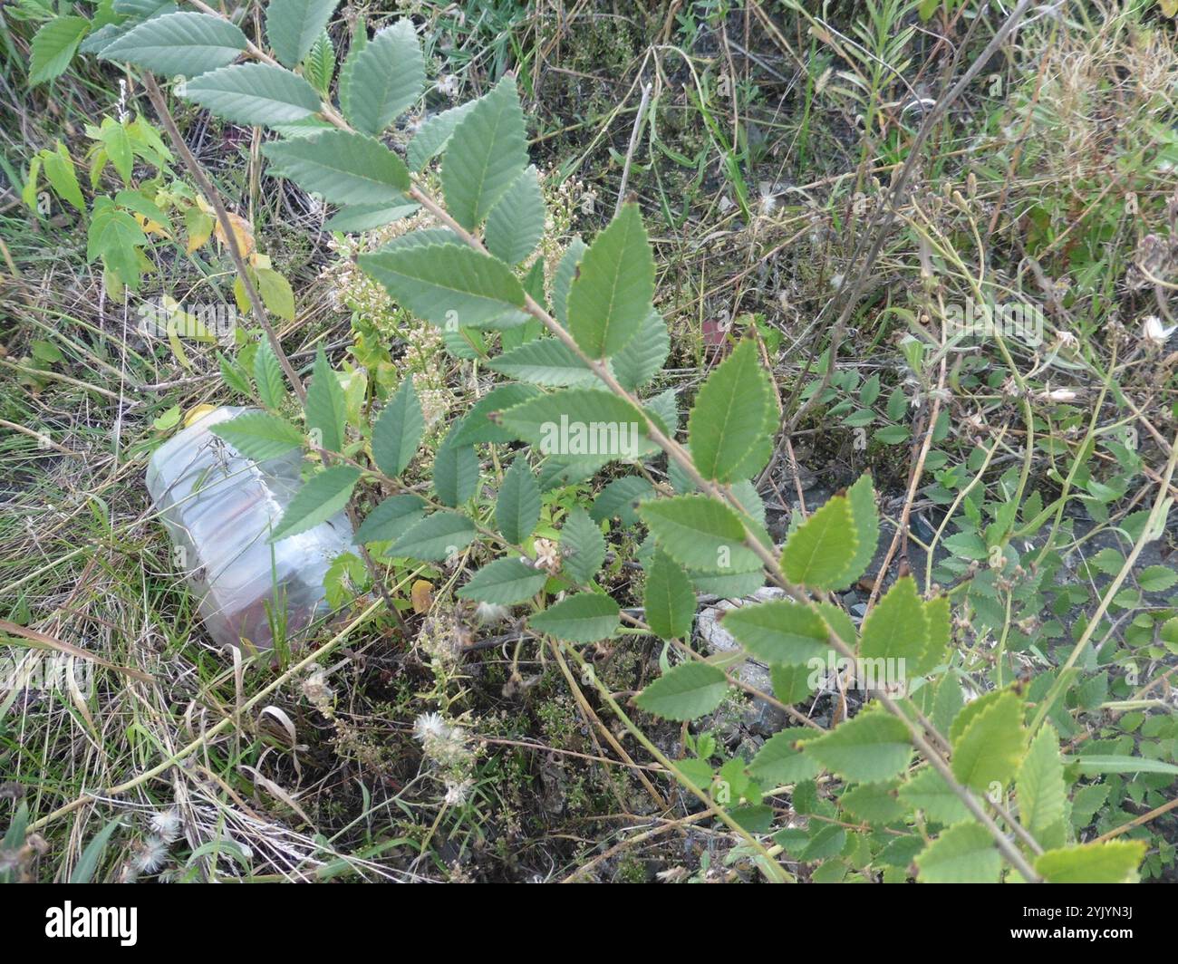 Siberian elm (Ulmus pumila Stock Photo - Alamy