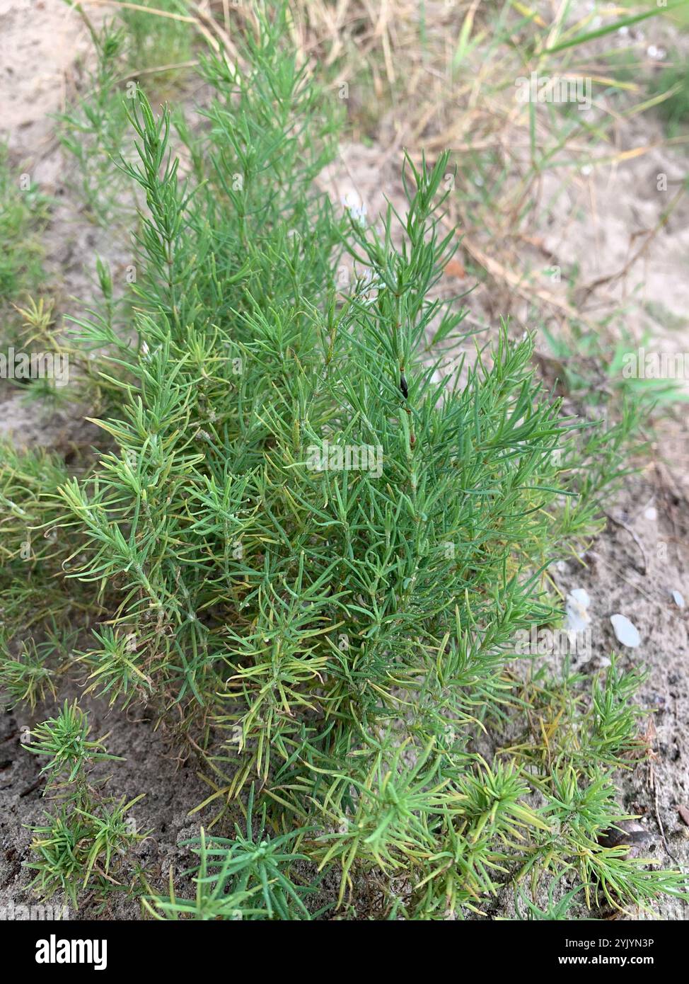 Polycarpaea hi-res stock photography and images - Alamy