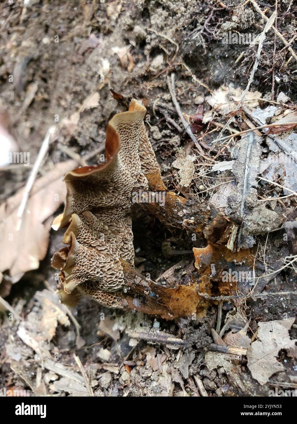 Brown Funnel Polypore (Coltricia perennis Stock Photo - Alamy