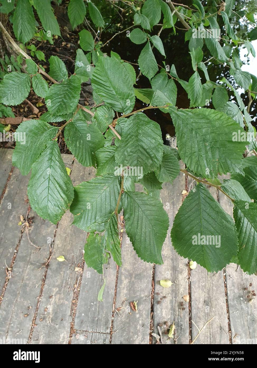 Wych Elm (Ulmus glabra Stock Photo - Alamy