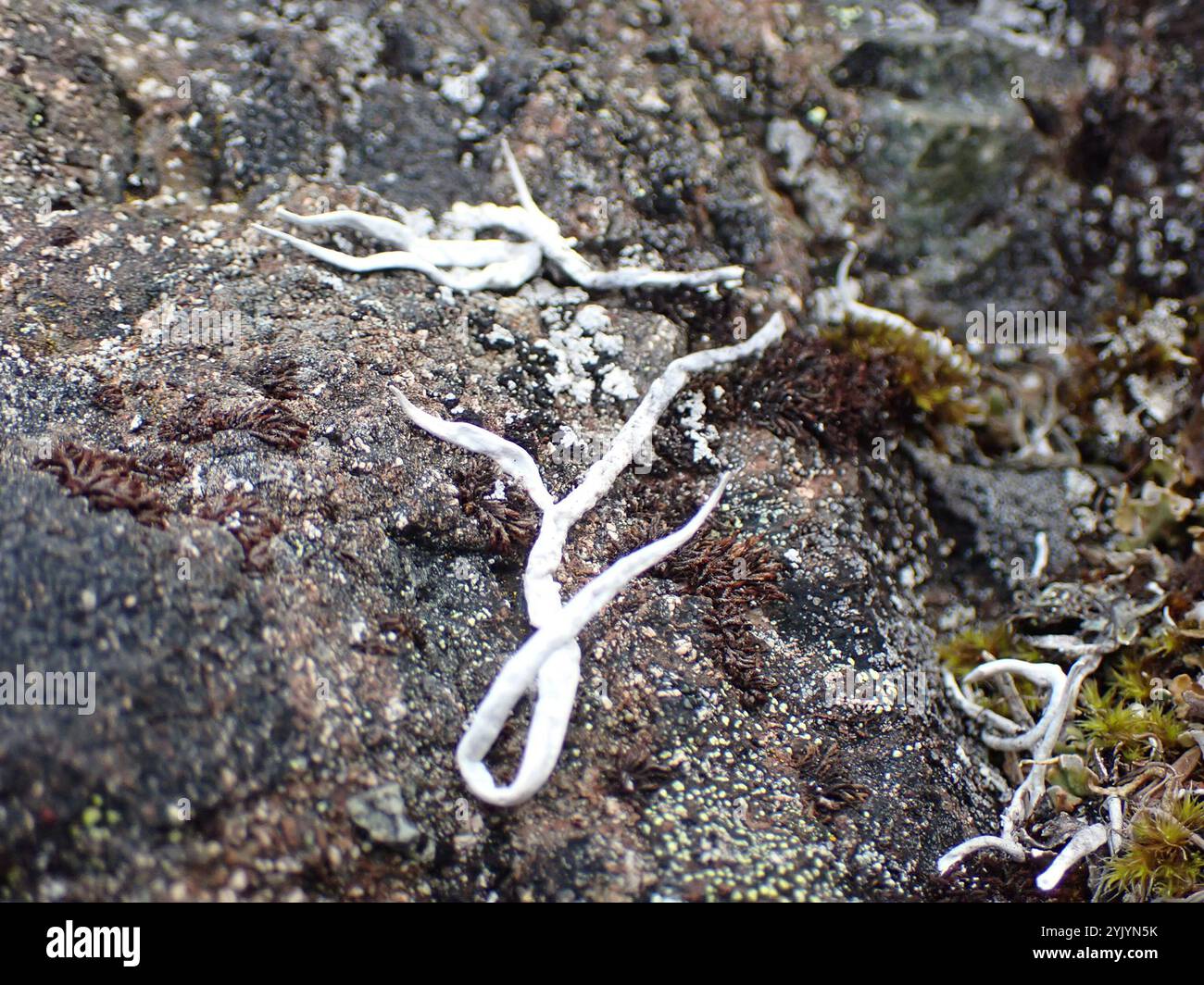 Whiteworm Lichen (Thamnolia vermicularis Stock Photo - Alamy