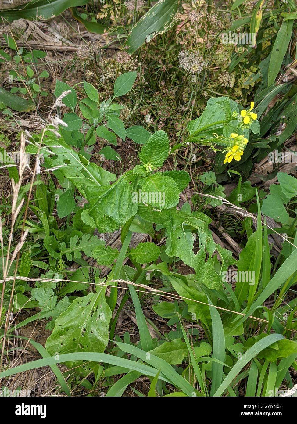 mustard family (Brassicaceae Stock Photo - Alamy