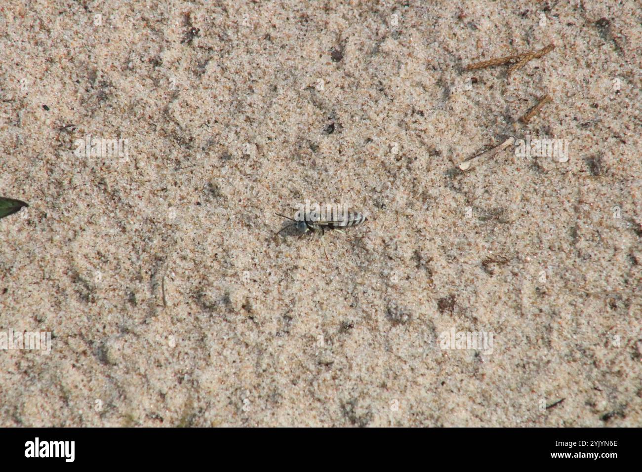 Monodonta hi-res stock photography and images - Alamy