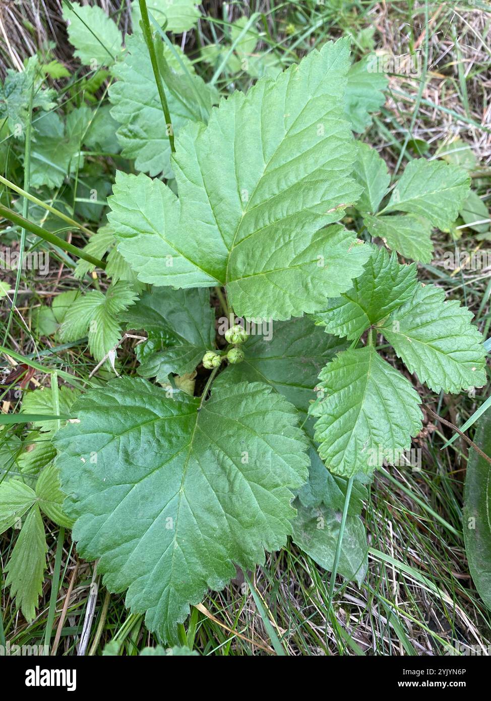 Stone Bramble (Rubus saxatilis Stock Photo - Alamy