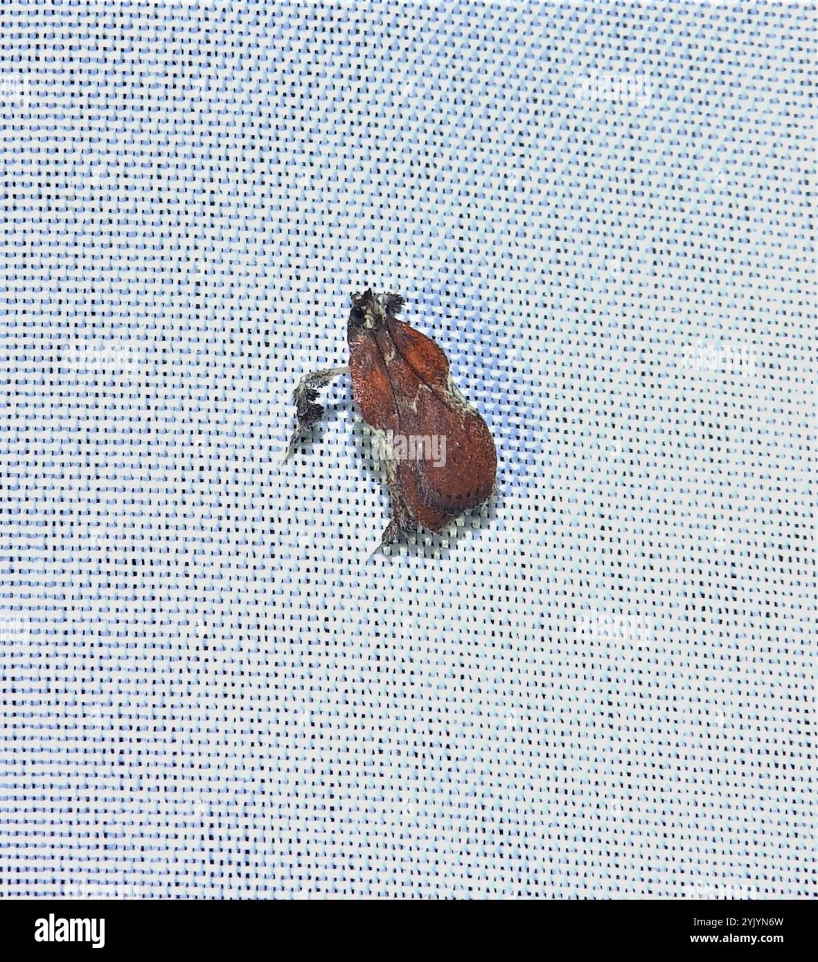 Leaftier moth hi-res stock photography and images - Alamy