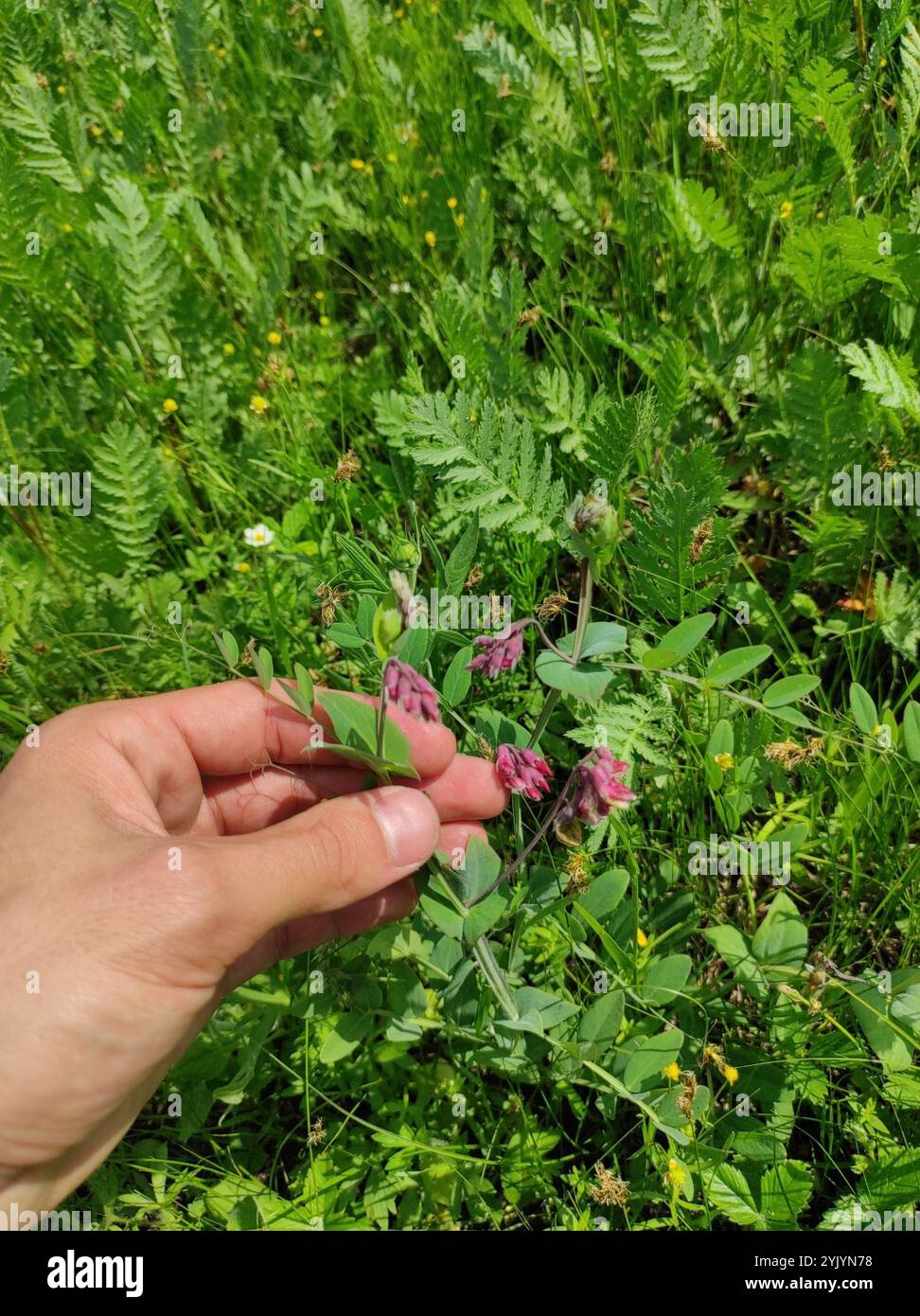 Pisiform grass-pea (Lathyrus pisiformis Stock Photo - Alamy