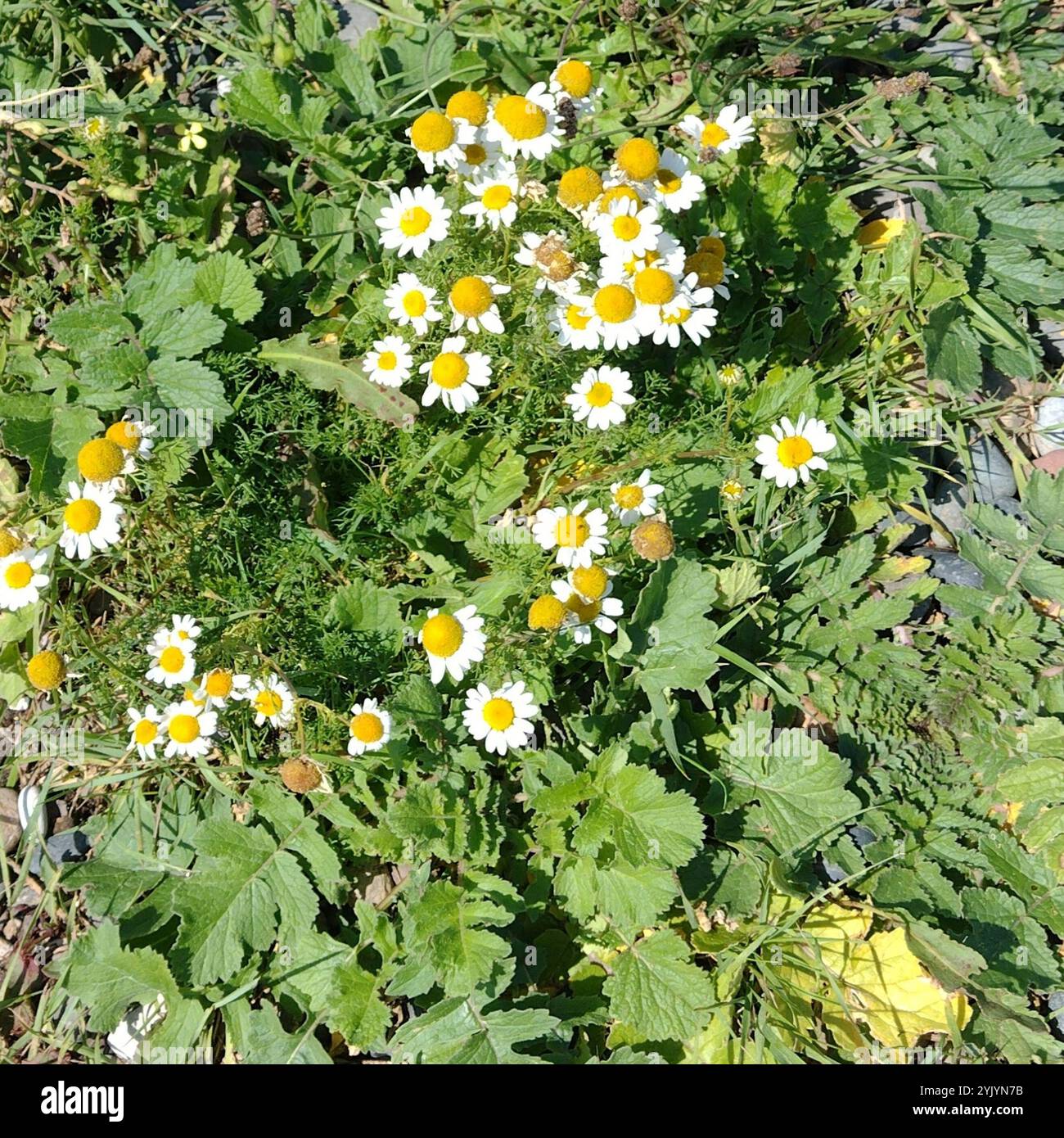 Chamomiles, yarrows, and allies (Anthemideae Stock Photo - Alamy