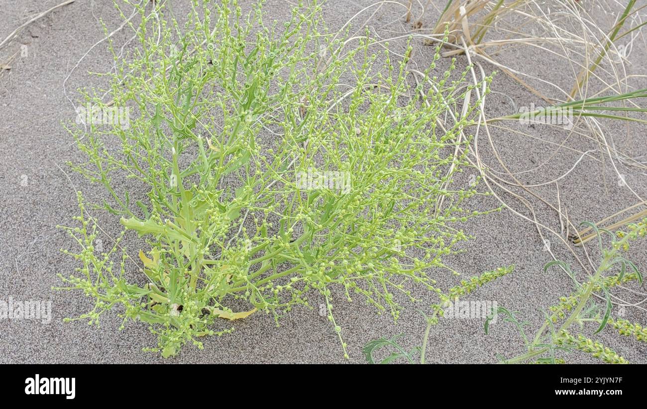 Winged pigweed hi-res stock photography and images - Alamy