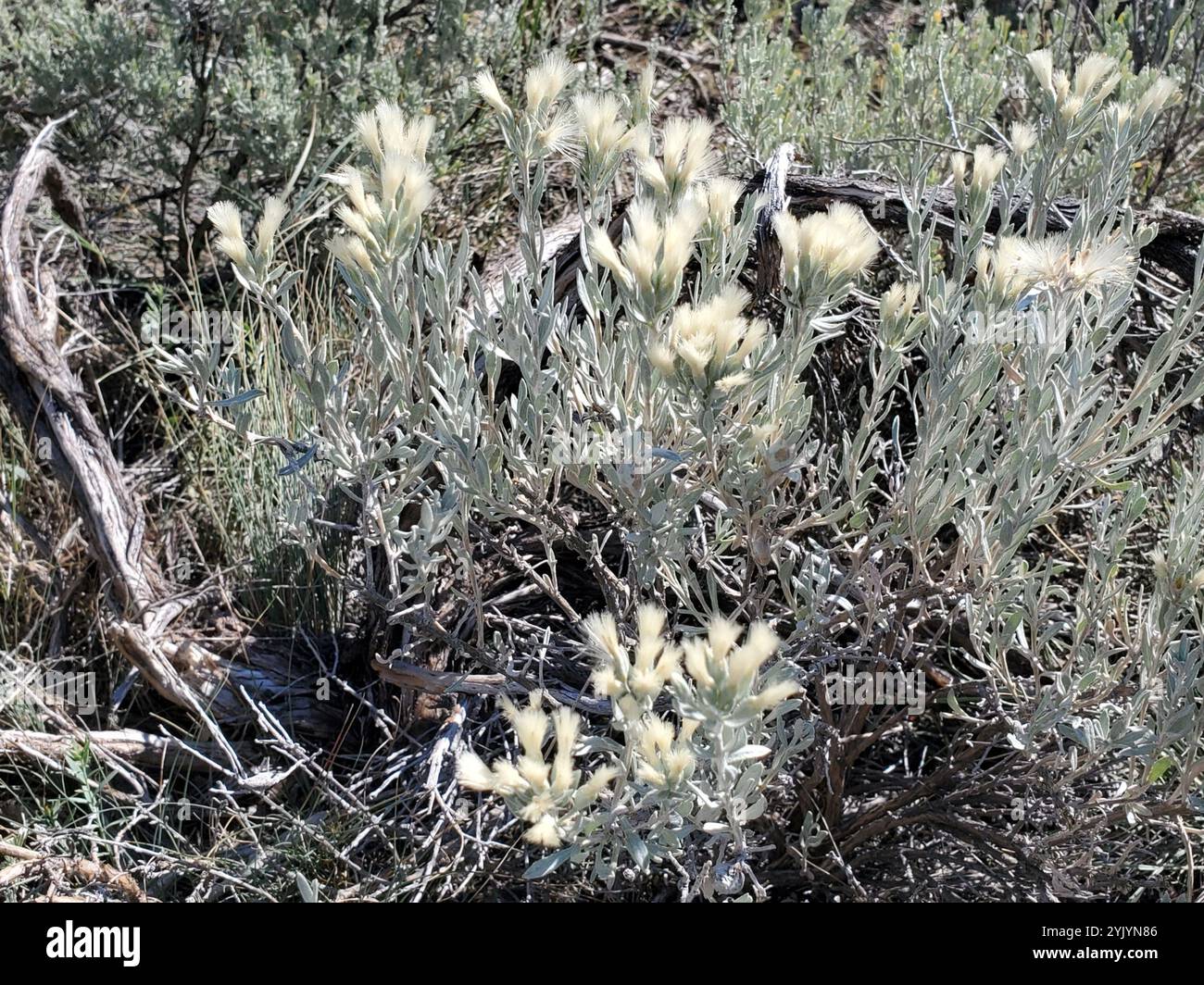 Spineless Horsebrush (Tetradymia canescens Stock Photo - Alamy