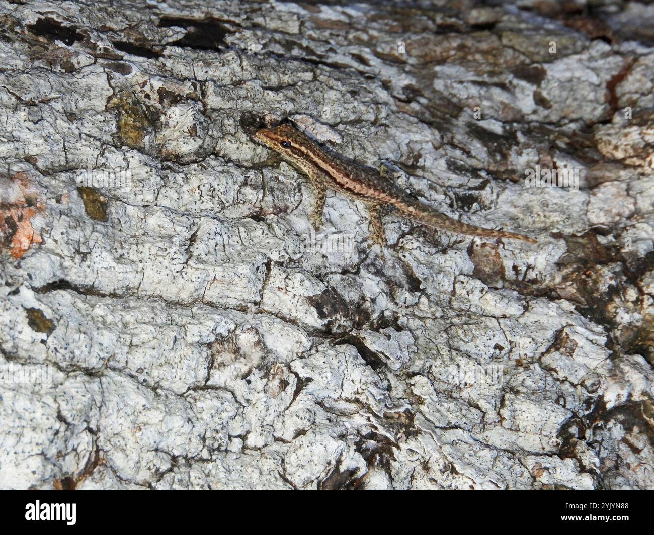 Common Dwarf Gecko (Lygodactylus capensis Stock Photo - Alamy