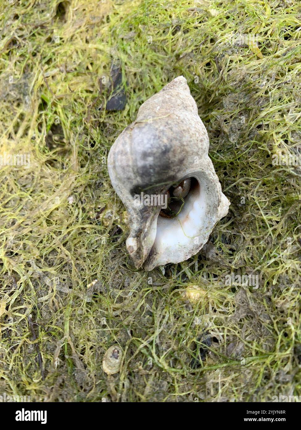 Nucella lamellosa hi-res stock photography and images - Alamy