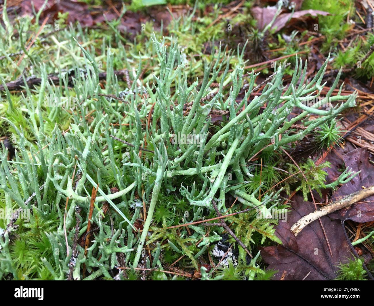 Giant Cladonia Lichen (Cladonia maxima Stock Photo - Alamy