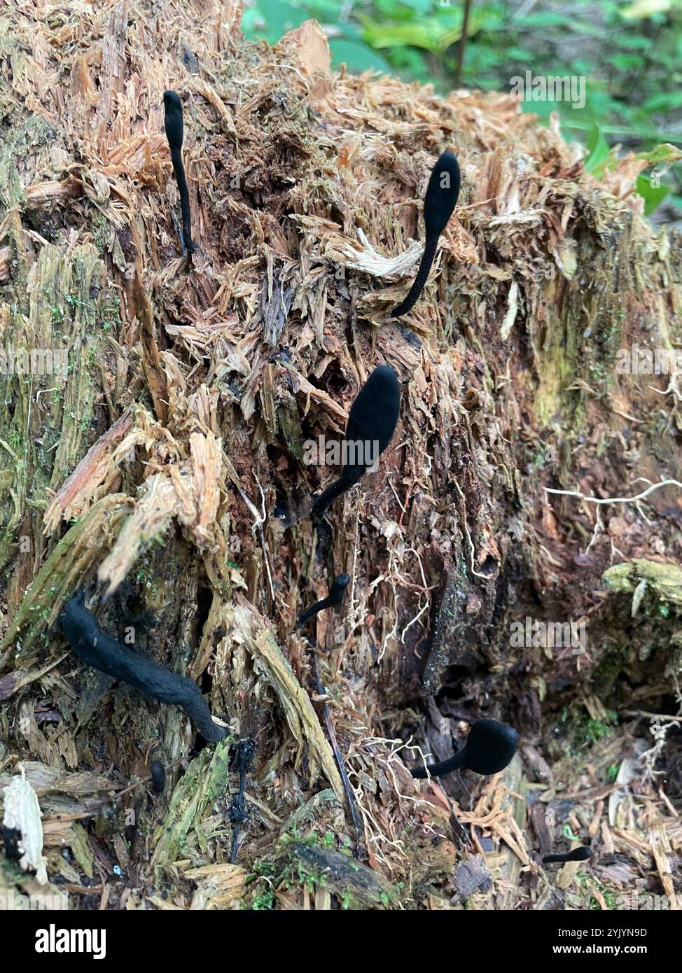 Earth Tongues (Geoglossum Stock Photo - Alamy
