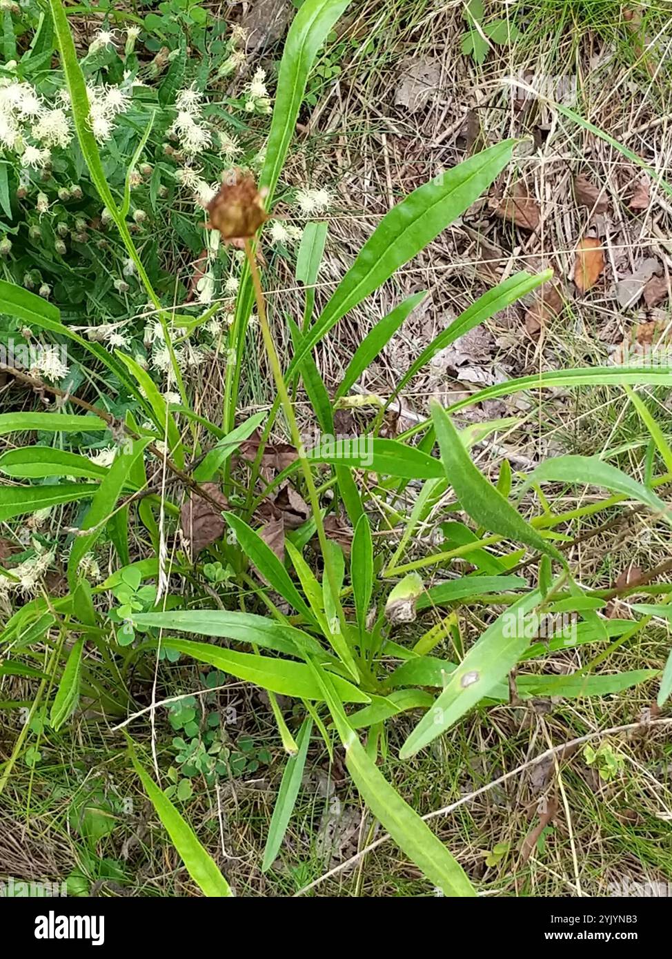 Lance-leaved Coreopsis (Coreopsis lanceolata Stock Photo - Alamy