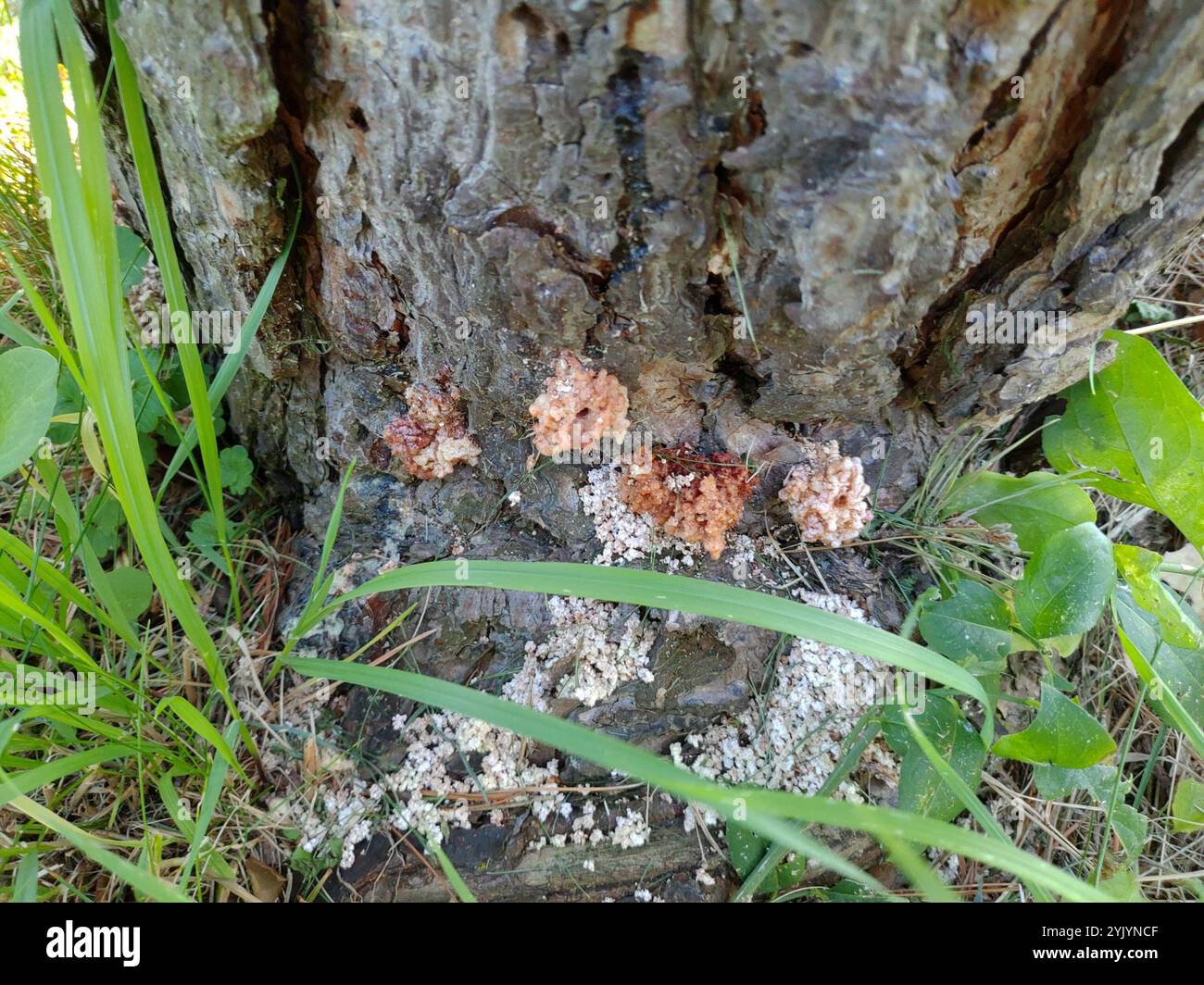 Blushing Rosette (Abortiporus biennis Stock Photo - Alamy