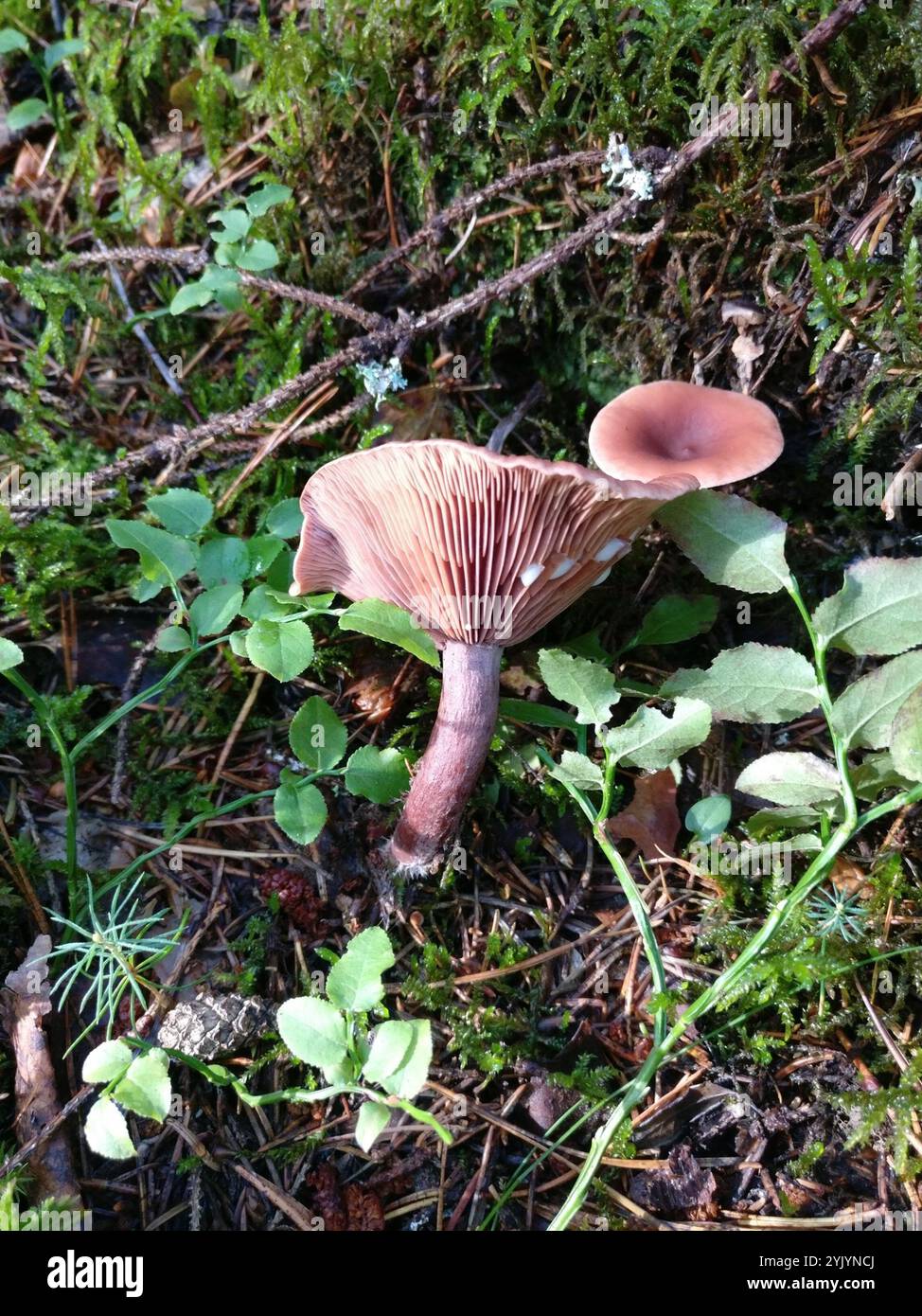 Curry Milkcap (Lactarius camphoratus Stock Photo - Alamy