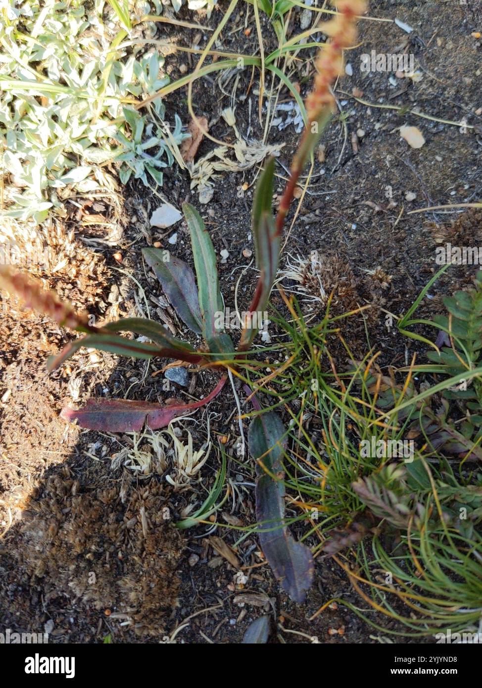alpine bistort (Bistorta vivipara Stock Photo - Alamy