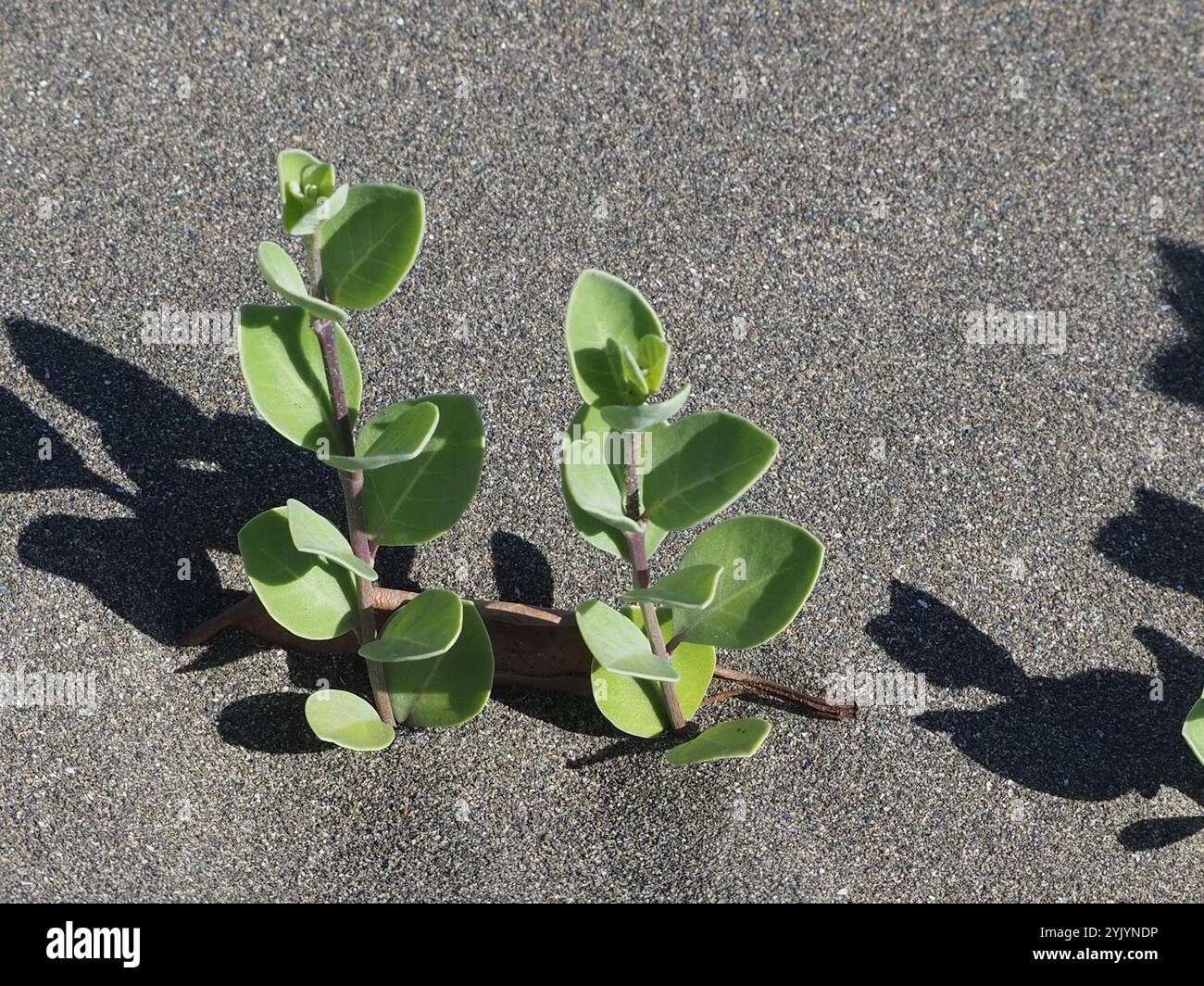 Beach vitex hi-res stock photography and images - Alamy